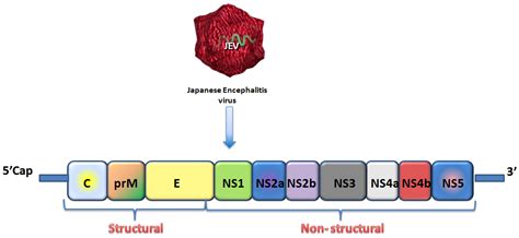 Japanese Encephalitis Virus The Complex Biology Of An Emerging Pathogen Intechopen