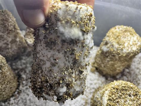 Penis Envy Uncut Which Was Inoculated 815 Temperature Has Been At A Steady 77° Fahrenheit