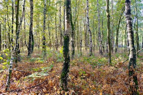 Premium Photo Trees In Forest