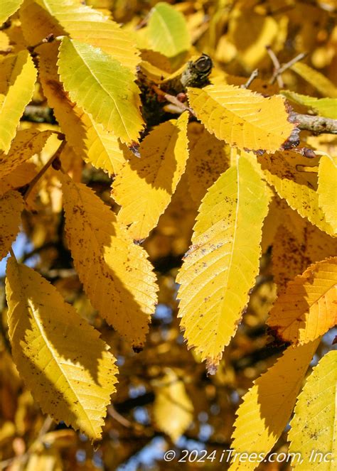 Accolade® Elm Tree For Sale Disease Resistant Elm Tree Free