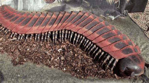 Giant Millipede Alive 340 Million Years Ago Was The Size Of A Car