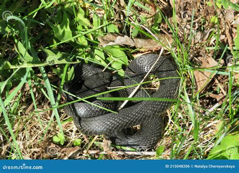 Snake In The Grass Stock Image 925303