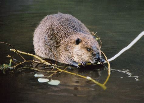 Beaver Wallpapers 43 Images Wallpapercat