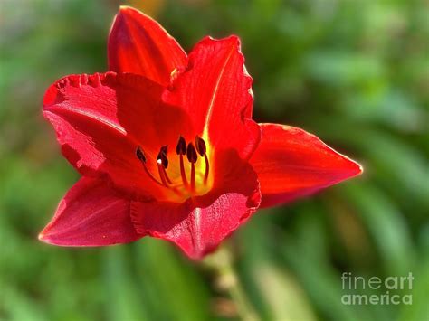 Rosy Dawn Photograph by Virginia Artho | Fine Art America