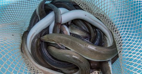 Ingin Hasil Panen Ikan Sidat Maksimal Ikuti 7 Cara Ini Pemula Wajib Coba Lim Corporation