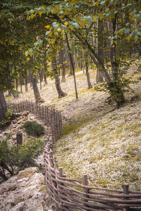 Into The Forest By Victor Radulescu On YouPic