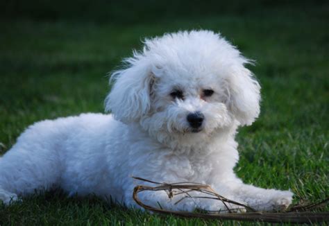 Bichon Frise As Your Good Service Dog