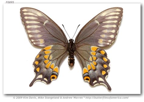 Papilio Polyxenes Asterius Pinned Specimens Page 2