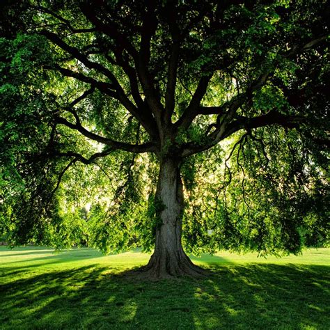 Grass That Grows Well In Shade At Lucy Gardiner Blog