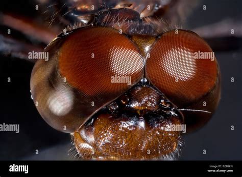 Compound Eyes Of Common Whitetail Dragonfly Plathemis Lydia Dragonfly