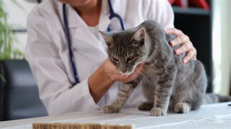 Cat Laryngitis Our Vet Explains Causes Signs And Treatments Catster