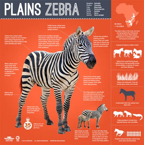 Plains Zebra Infographic All About The Striped African Equids