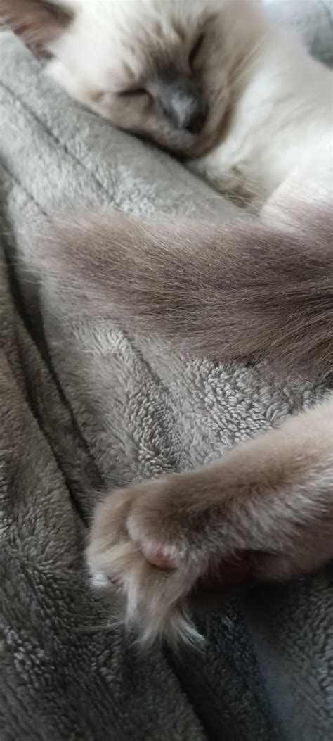 Beans And Feathers On My Foster Cat Rtoefeathers