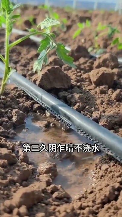 番茄種植不澆8種水tomato Planting Without Watering With 8 Types Of Water 种菜 Farming 樓頂菜園 Youtube