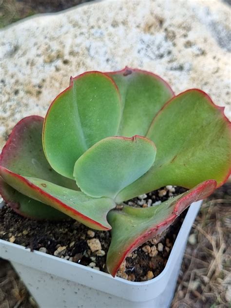 Купити Echeveria Itena Корея Магазин кактусів та інших сукулентів на Кактус Київ