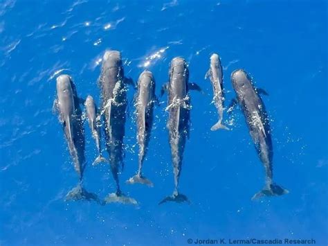 Les Cabrioles Dune Fausse Orque Capturant Une Dorade Mahi Mahi
