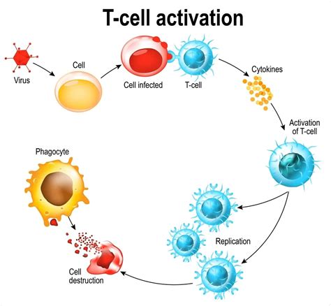 What Is The Role Of Antibodies And How Do They Work With Active Killer