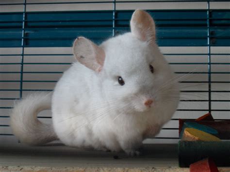 Is That A White Chinchilla Chinchilla Cute Chinchilla Pet Super