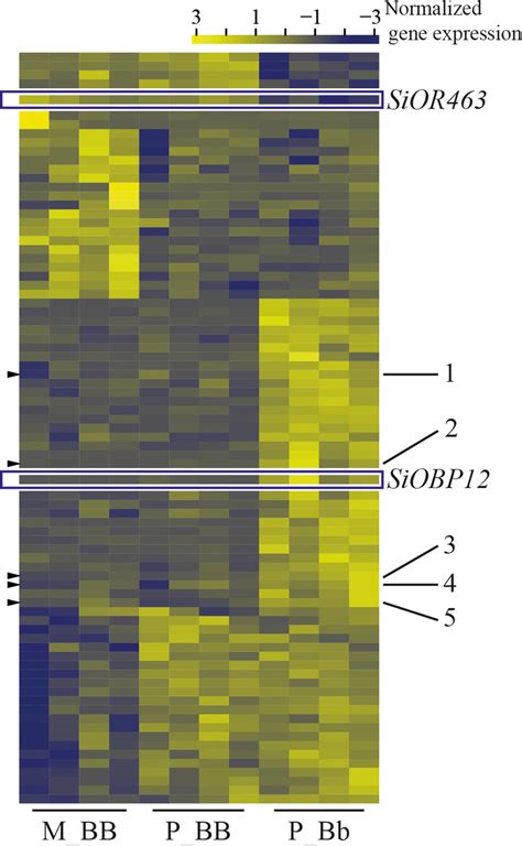 Heatmap Of The 81 Genes Differentially Expressed In The Worker Antennae