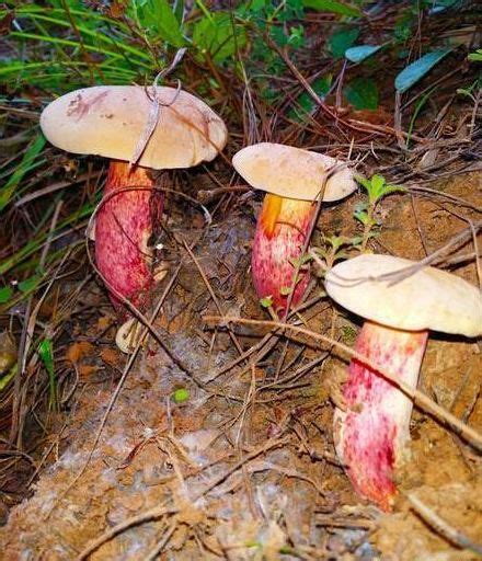 俗称 见手青”，吃了会看到 无数小人”，遇见请别乱动菌类植物中毒新浪新闻