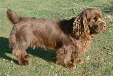 Sussex Spaniel Vs Small Munsterlander Breed Comparison