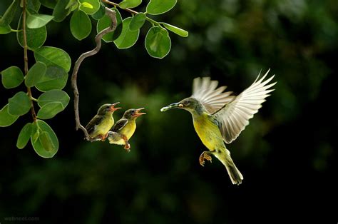 80 Best Award Winning Wildlife Photography Examples From Around The World