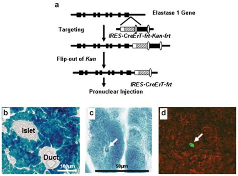 Robust Acinar Cell Transgene Expression Of Creert Via Bac