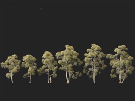Eucalyptus Globulus Southern Blue Gum 3d Model Download Trees On