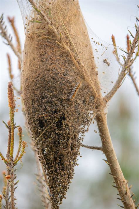 Silk Moth Infested Tree Branch Stock Image Image Of Biology Bush