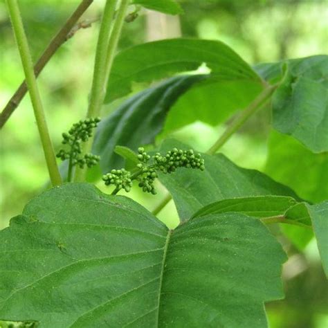 004 Poison Ivy Flower Buds Toxicodendron Radicans Charles B Flickr