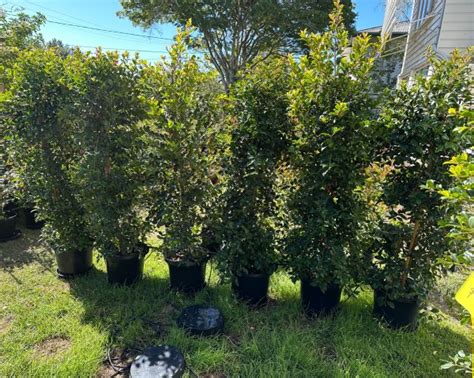 Lilly Pilly Resilience Syzygium Australe The Ruby Plants