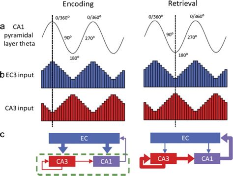 Separation Of Encoding And Retrieval By The Phase Of Theta Left