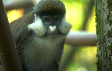 Go Bananas Pair Of Cute Monkeys Make Their Debut The Oregon Zoo