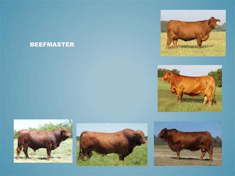Ppt Cattle Breeds Id Powerpoint Presentation Free Download Id1537155