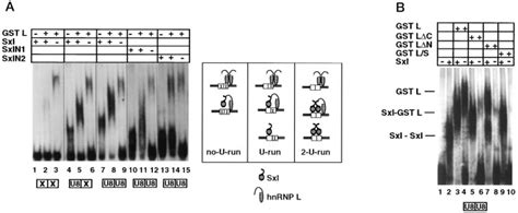 Sex Lethal Interactions With Protein And Rna Journal Of Biological