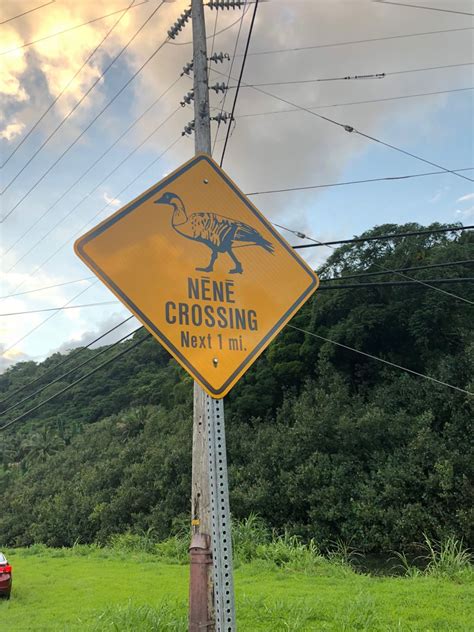 Nene Crossing Hawaii