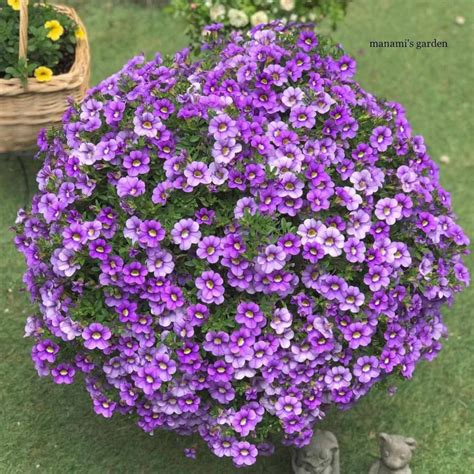 Calibrachoa Care How To Grow Million Bells Flower [hanging Baskets