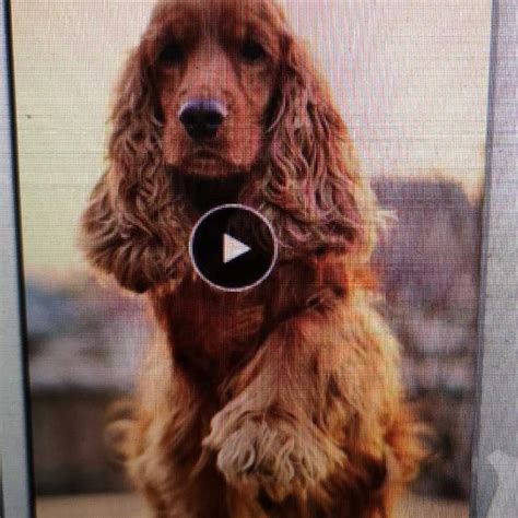 Best Brand New Cocker Spaniel Diamond Painting For Sale In Sarnia