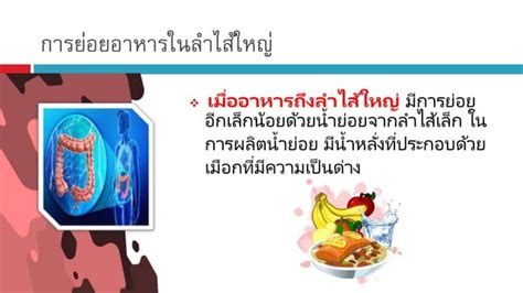 Didestive System Ppt