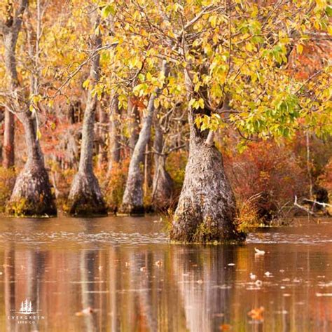 Water Tupelo Tree Seeds Cotton Gum Nyssa Aquatica Etsy