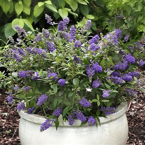 Buddleia Purple Emperor Butterfly Bush Butterfly Bush Container Gardening Plants