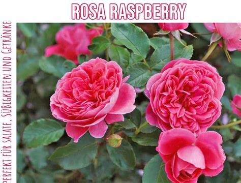 Taste Of Love Pflanzmichde