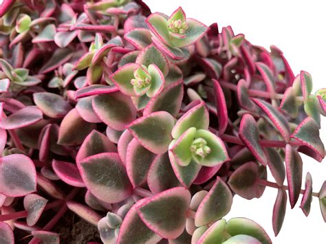 Crassula Succulents Unlimited Bv