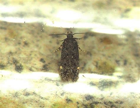 Bryotropha Affinis Gelechiid Recording Scheme