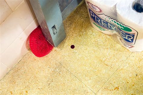 Julie Williams Krishnan Bindi Collection Acurator