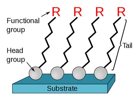 Self Assembled Monolayer Wikiwand
