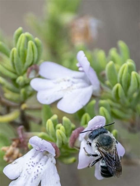 Floridas Scrub Mints Face Extinction Risks Karmactive