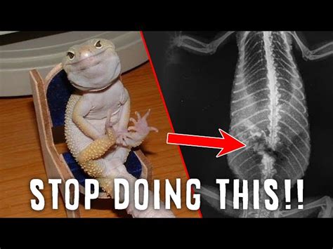 Funny Gecko Memes Geico Gecko Memes And S Imgflip