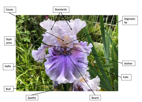 Iris Anatomy Terms And Abbr The Iris Society Of