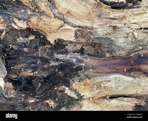 Close Up Of Natural Raw Cut Wood Trunk Texture Solid Wood Log Or Timber Log Texture With Dark